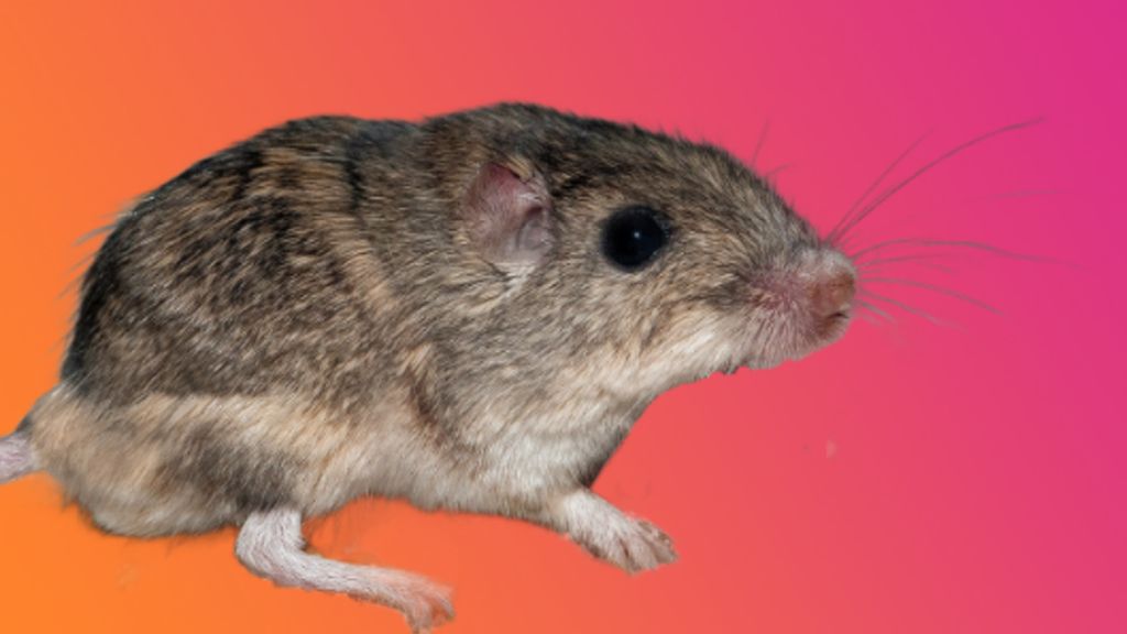 Hazel dormice: Rare rodent population drops by 75% - BBC Newsround