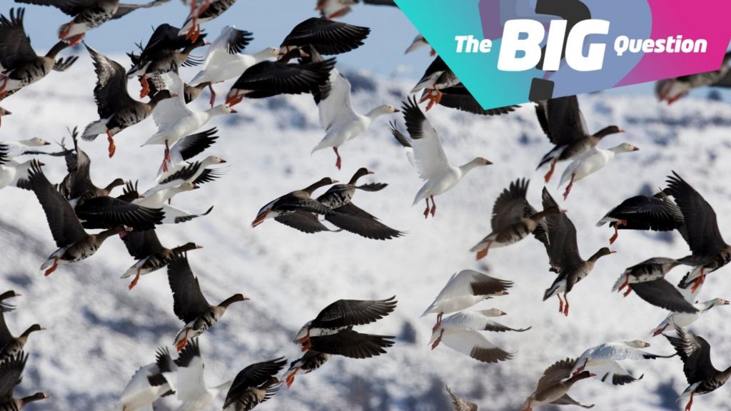 Big Question: Why do birds fly south for the winter? - BBC Newsround