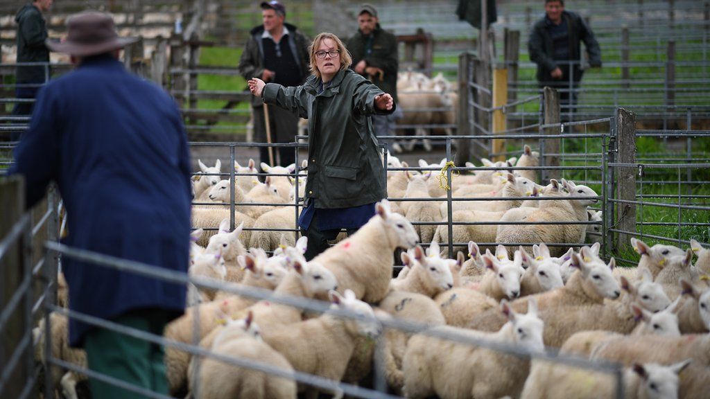 Dry conditions affect major annual sheep sale in Lairg - BBC News