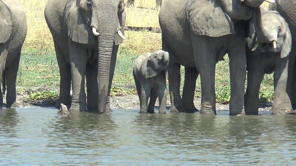 Trump thinks again about elephant trophies - BBC Newsround