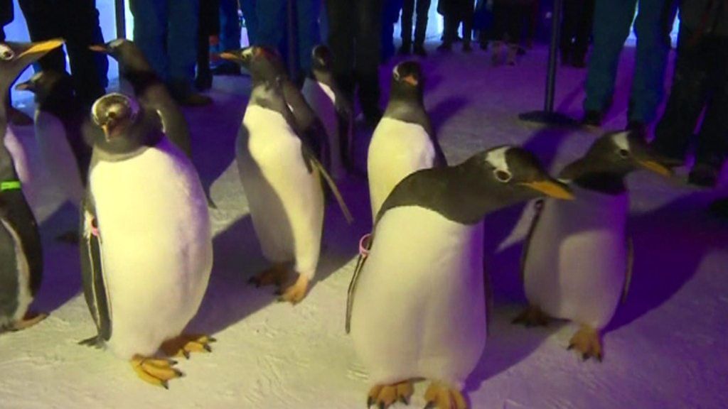 Penguins on the move! - BBC Newsround