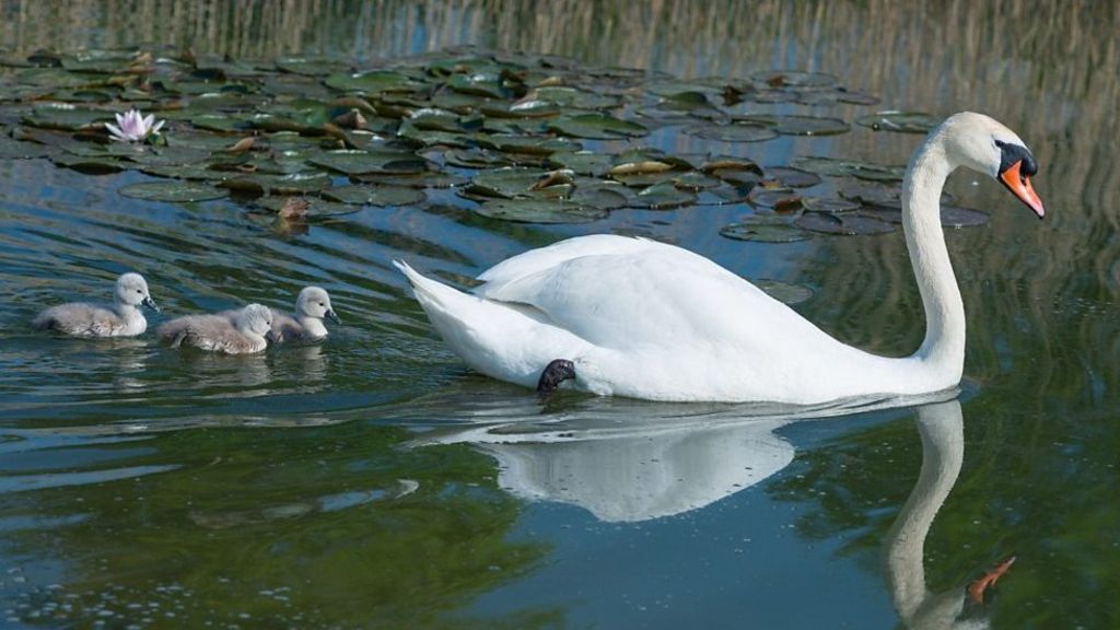 'Unlucky' swan finally becomes a mum - BBC Newsround