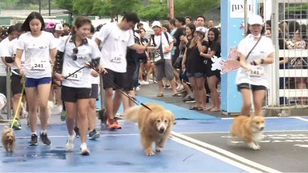 On your barks, get set, go! Dogs race for charity - BBC Newsround