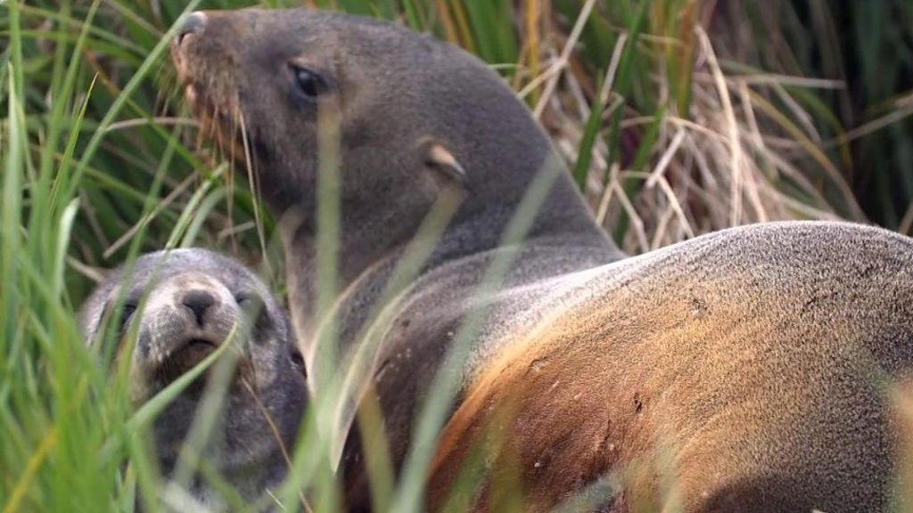 How much can you tell about seals from their poo? - BBC Newsround