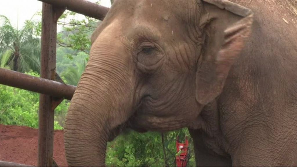 Elephants get new life at sanctuary in Brazil - BBC Newsround