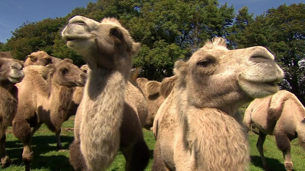 What do you do when you have too many camels? - BBC Newsround
