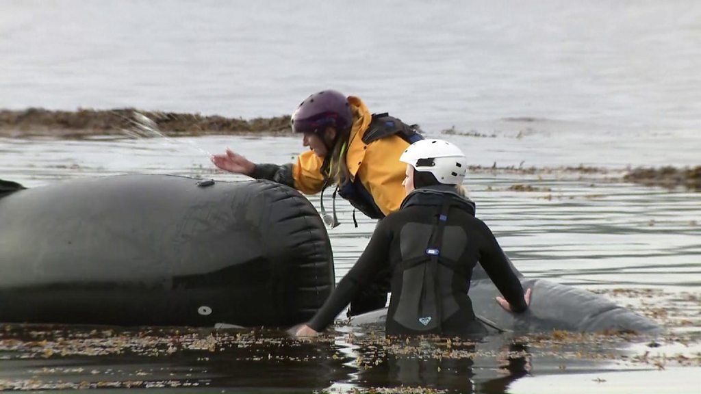 Volunteers take part in training exercise to help beached whales - BBC ...