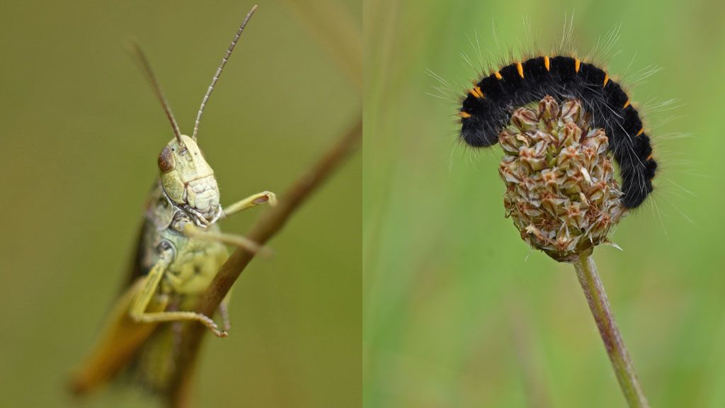 Beastie joys: Photographer's love of Scottish bug life - BBC News