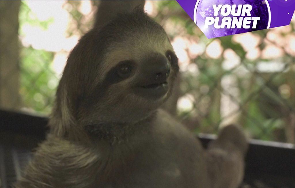 Your Planet: nature and the environment - BBC Newsround