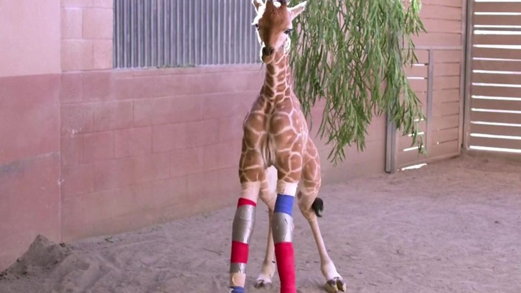 Giraffe has bent legs fixed with brace - BBC Newsround
