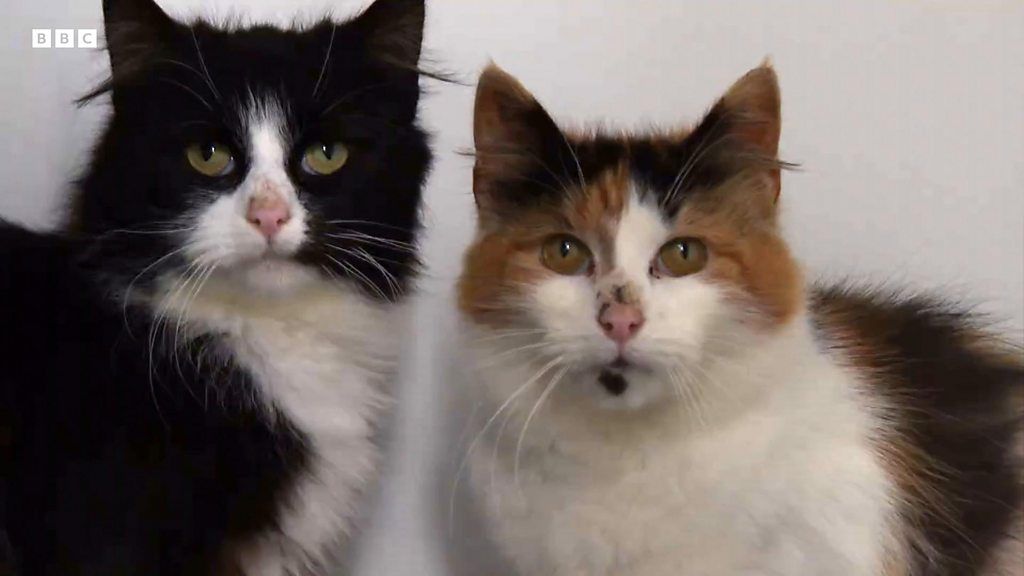 Cobhair air cait Bharraigh - Naidheachdan a' BhBC