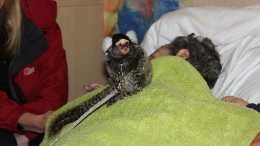 Monkey-mad dying man visited by marmoset at hospice - BBC News