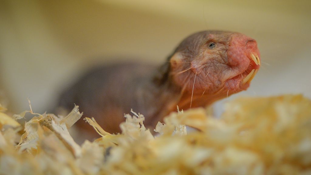 Animal count - taking stock at Chester Zoo - BBC News