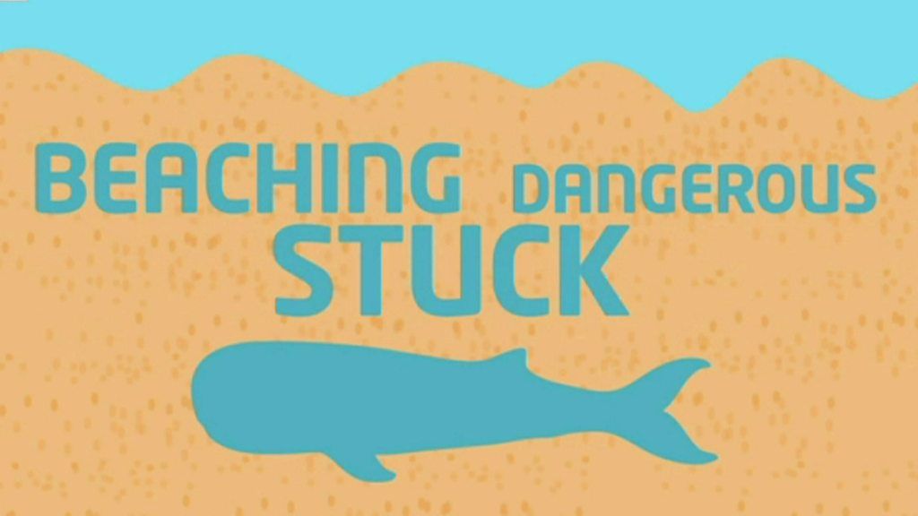 Why do whales get beached? - BBC Newsround