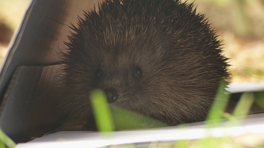 Hedgehogs might become extinct in Britain - BBC Newsround