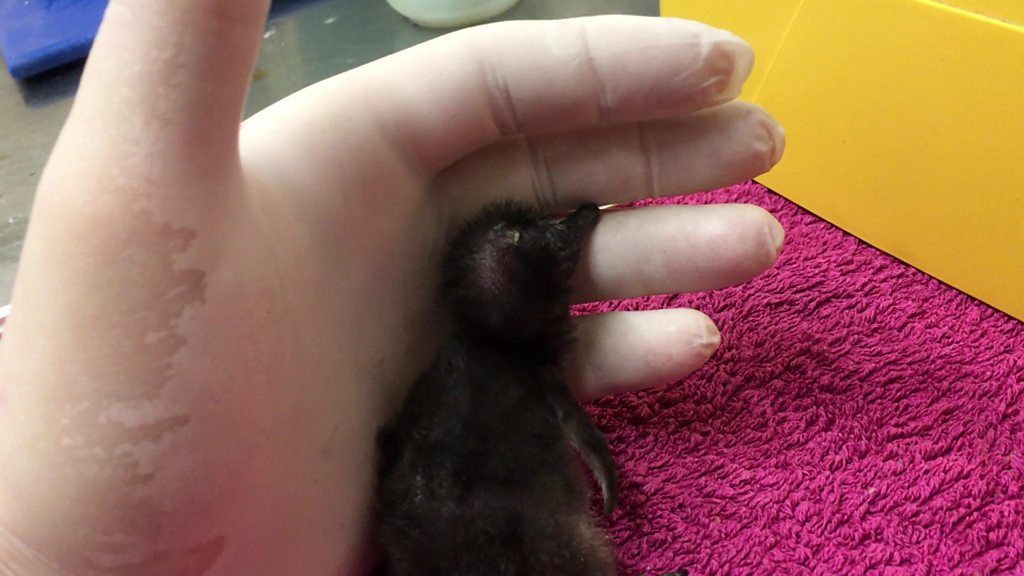 Meet the world's smallest penguins! - BBC Newsround