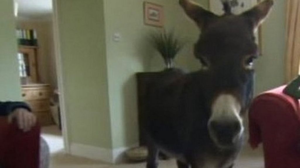 The donkey who thinks he's a dog and loves watching sport - BBC Newsround