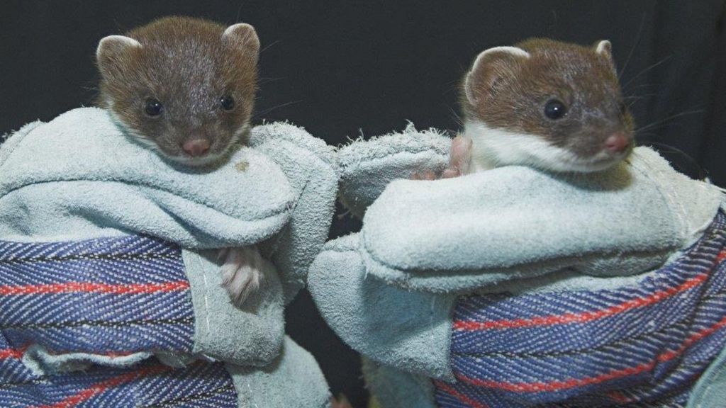 Orphaned stoats rescued and named after Friends stars - BBC News