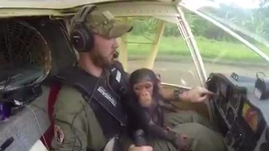 Baby chimpanzee flies to safety after rescue from poachers - BBC Newsround
