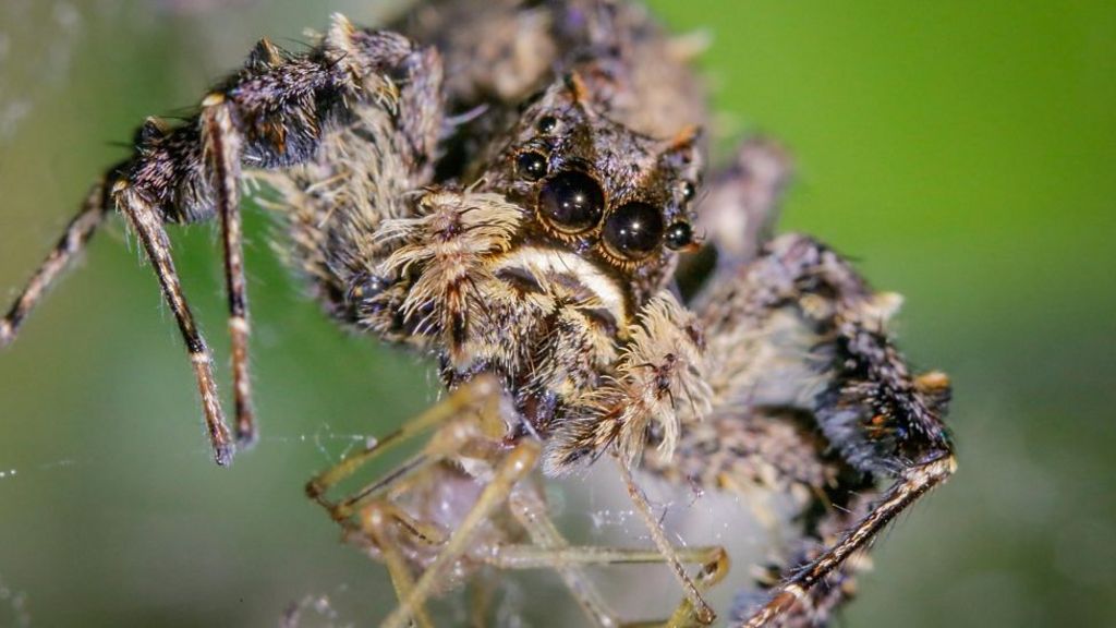 Hungry spiders eat up to 800m tonnes of insects a year! - BBC Newsround