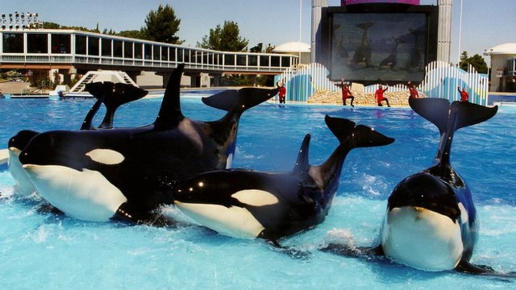 Last ever orca show at SeaWorld San Diego this weekend - BBC Newsround