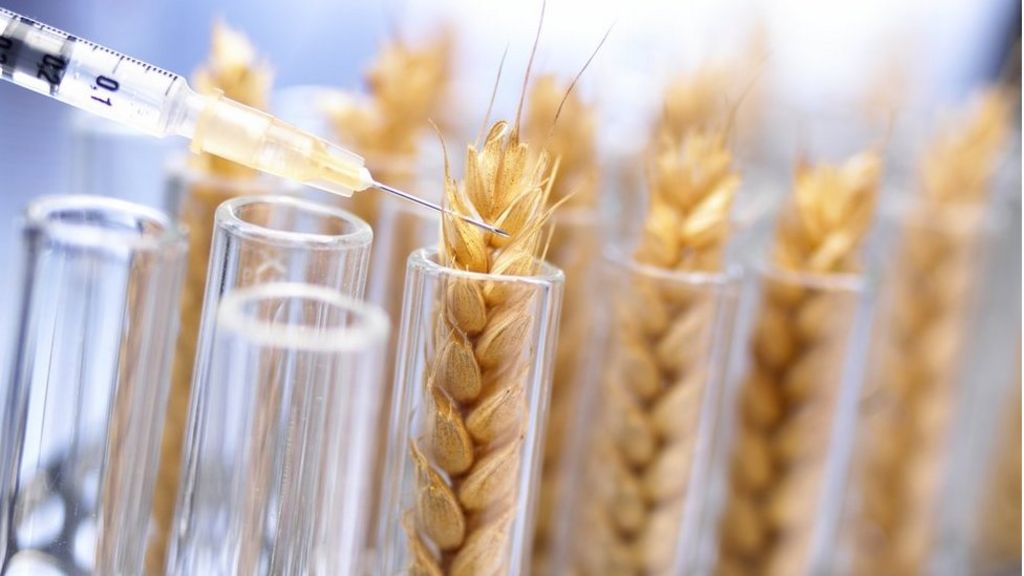 Royal Society calls for review of European GM ban - BBC News