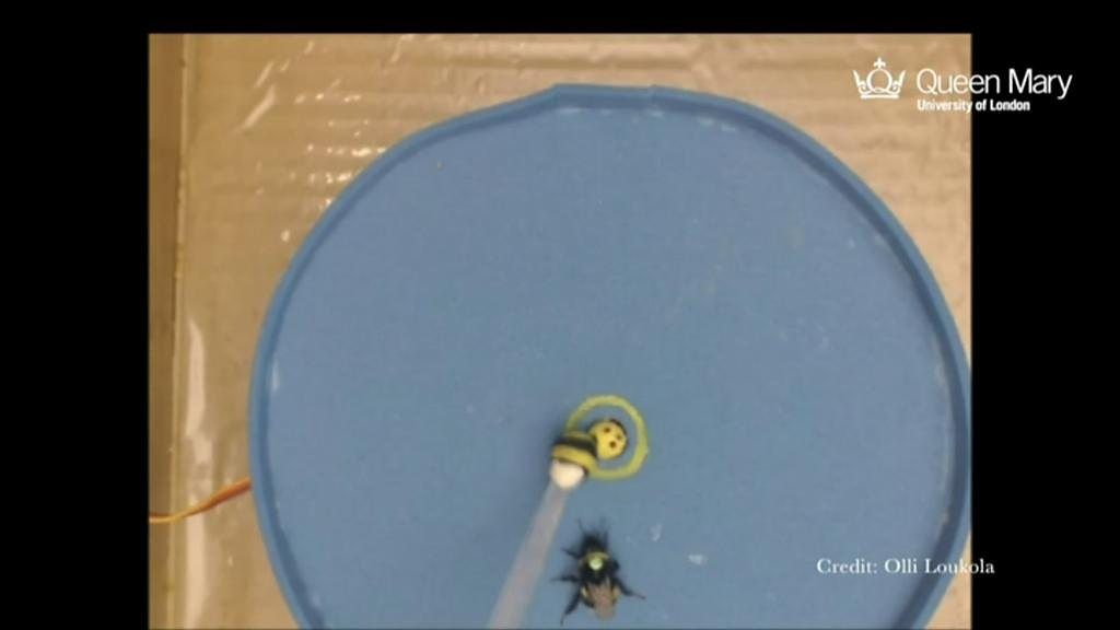 Brainy bees learn to play golf after watching each other - BBC Newsround