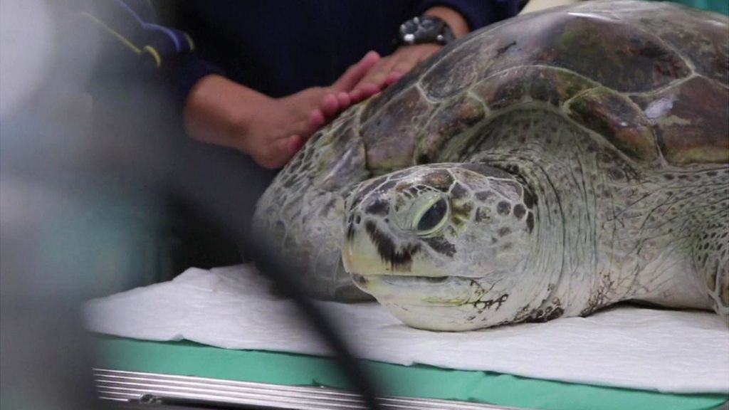 Vets find 1,000 coins in poorly turtle's belly - BBC Newsround