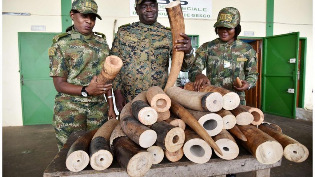 East Asian networks 'smuggle ivory across Africa' - BBC News