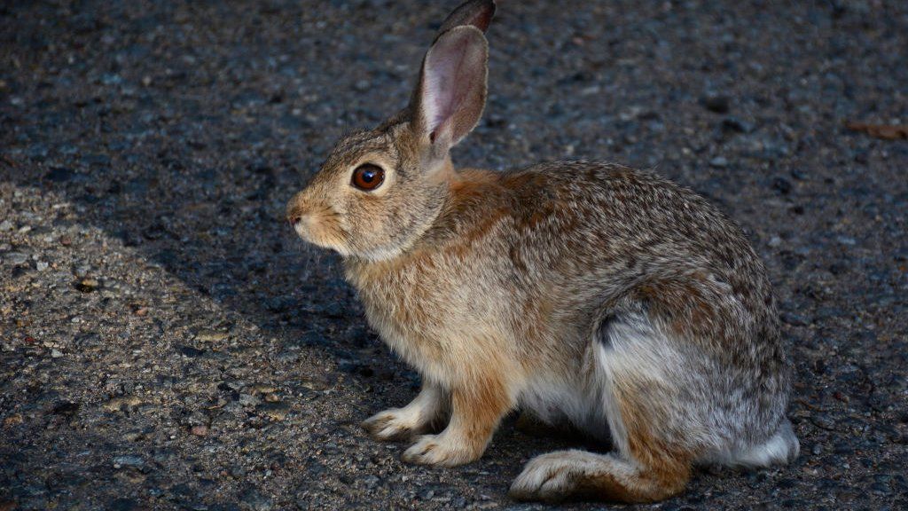 Cambridge United 'hopping mad' as rabbits eat goal net - BBC News