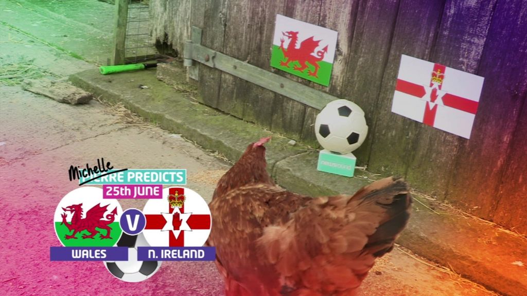 Euro 2016: Michelle the Newsround hen predicts the results - BBC Newsround
