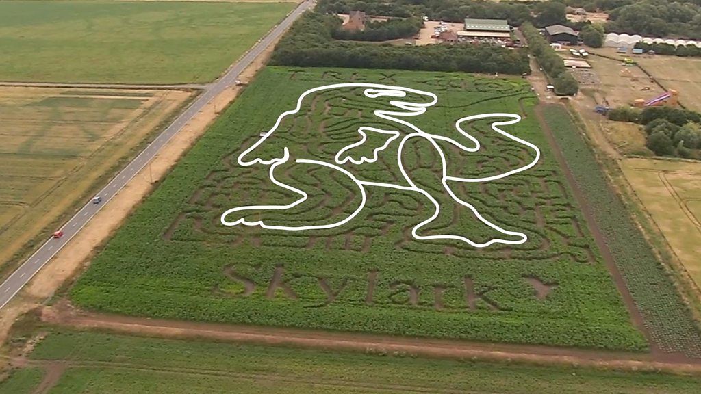 NHS maize maze tribute cut in March, Cambridgeshire - BBC News