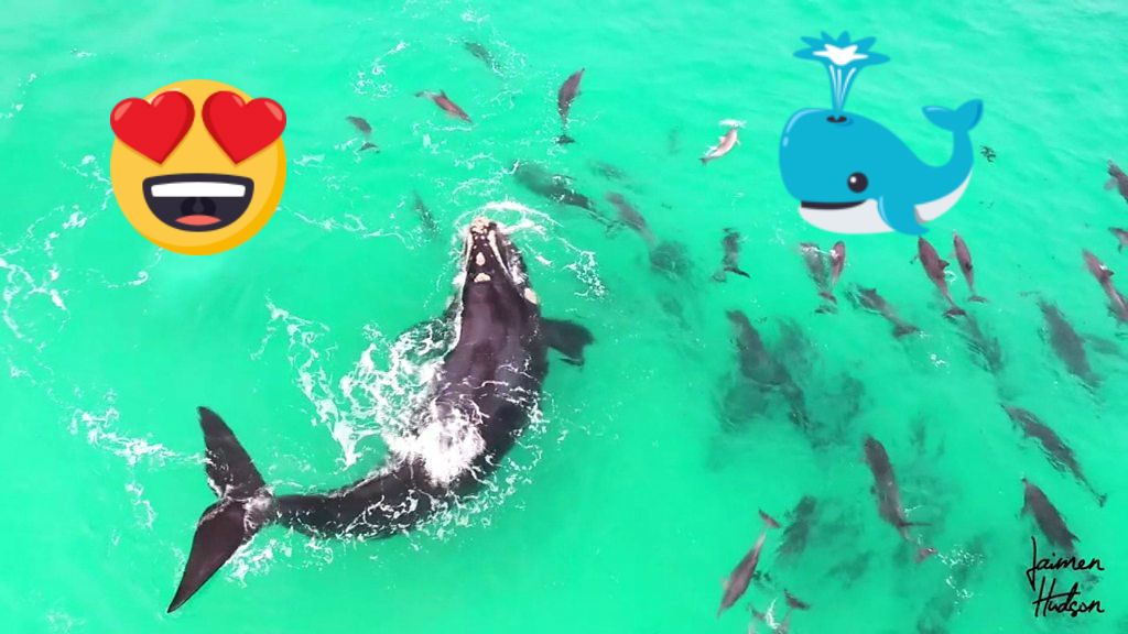 Whale and dolphin playtime! - BBC Newsround