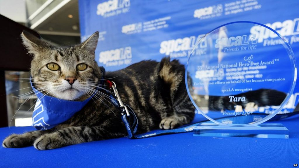 Cat wins 'Hero Dog' award - BBC Newsround