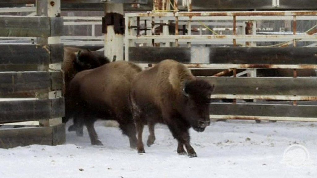 UK wildlife: Surprise! The UK has a new baby bison - BBC Newsround