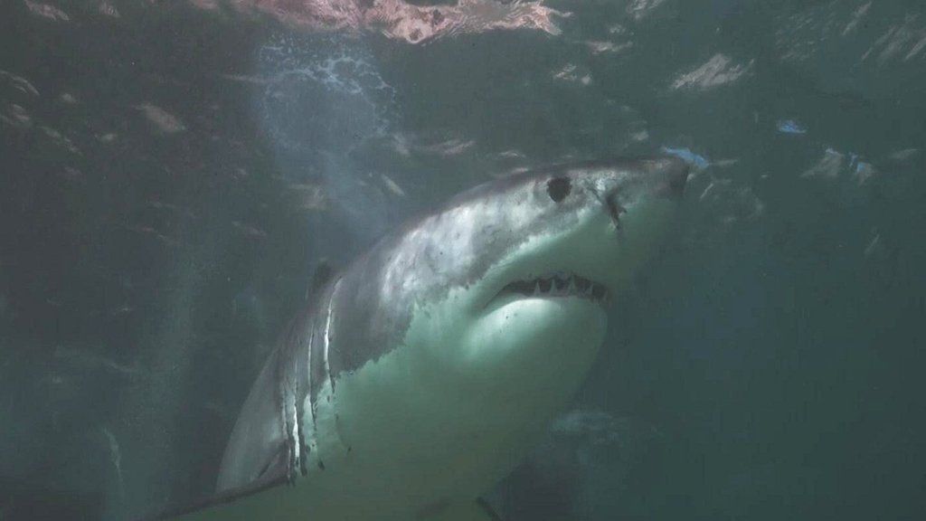 Planet Earth III: Three things we learned from episode one - BBC Newsround