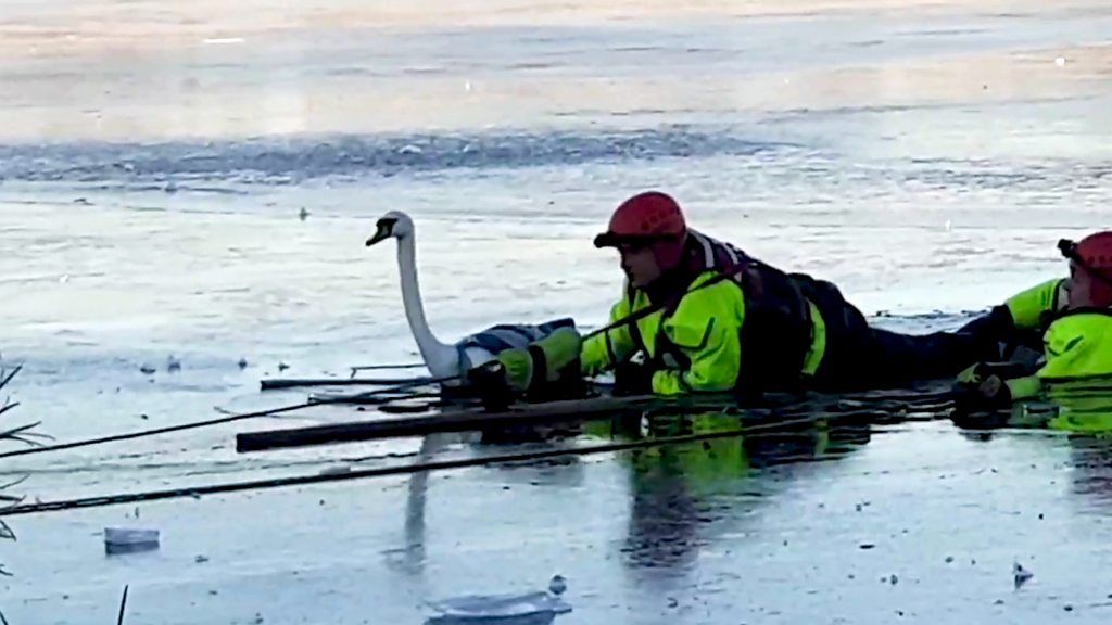 Crash-land swan stuck upside down in Northampton bridge - BBC News