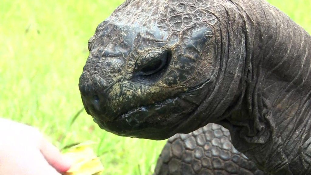 Is Jonathan the oldest tortoise in the world? - BBC Newsround