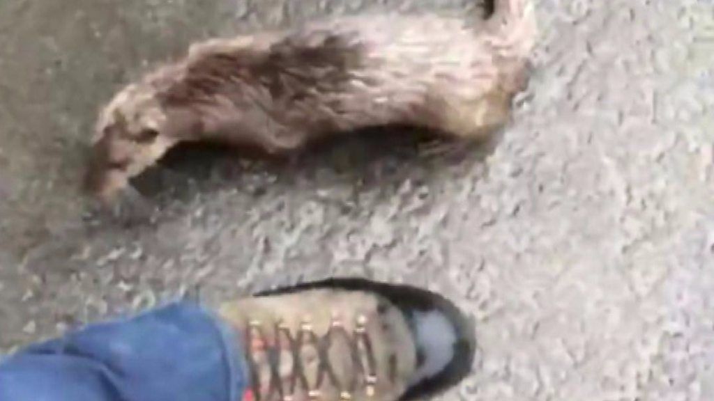 Angry otter chases man along Eskdalemuir road - BBC Newsround