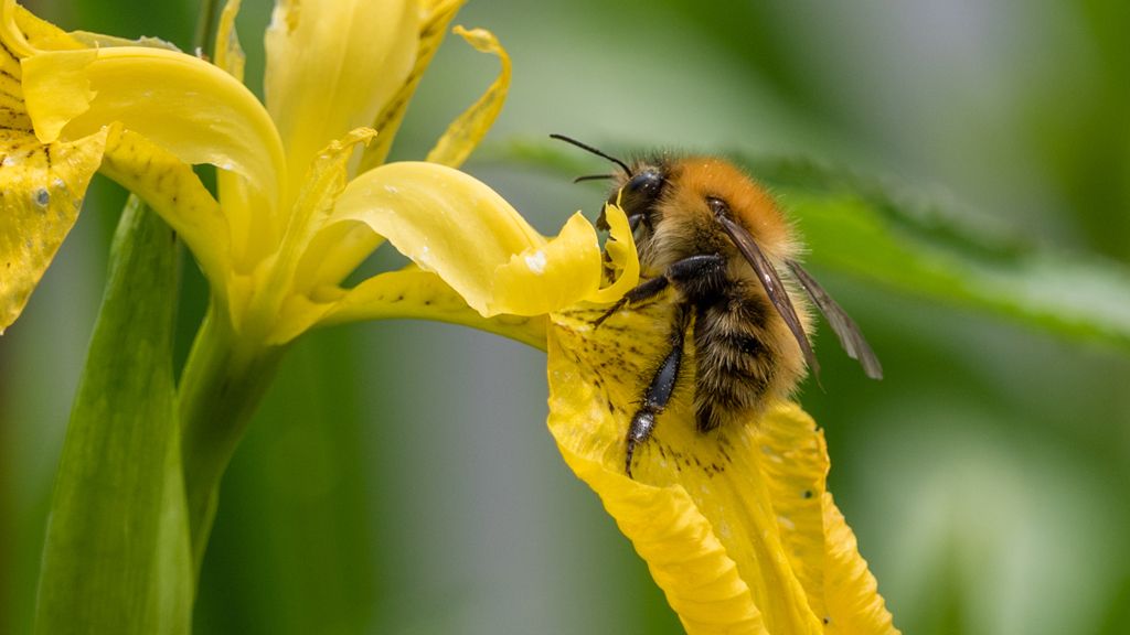 Your pictures of Scotland: 26 May - 2 June - BBC News