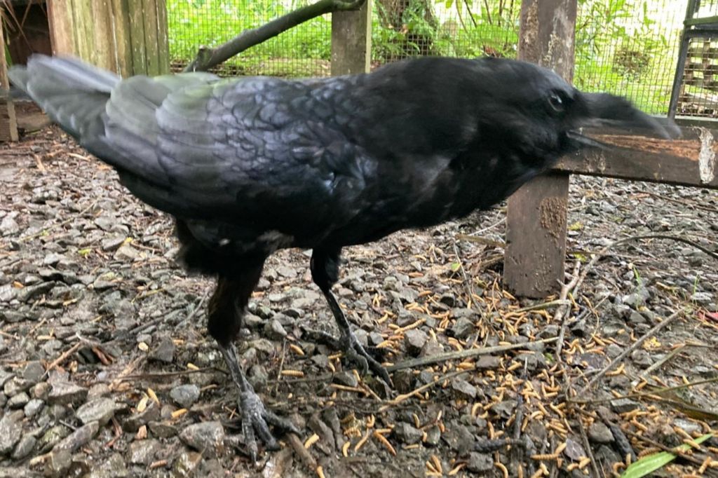 'Don't kill our protected ravens', Herefordshire rescue pleads - BBC News