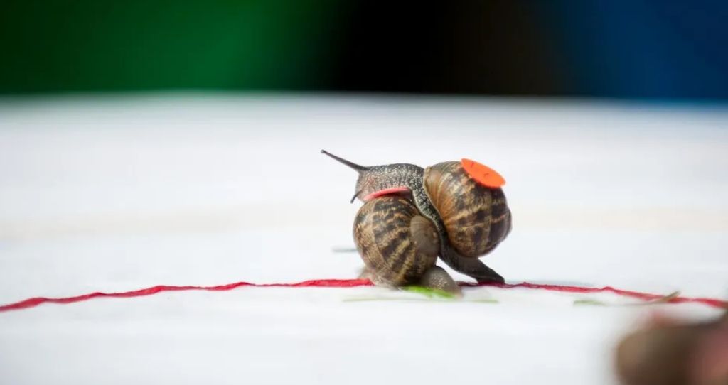 Norfolk snails get set for racing world championships - BBC Newsround