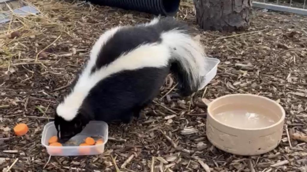 Missing pet skunk Barney found after 16 days - BBC News