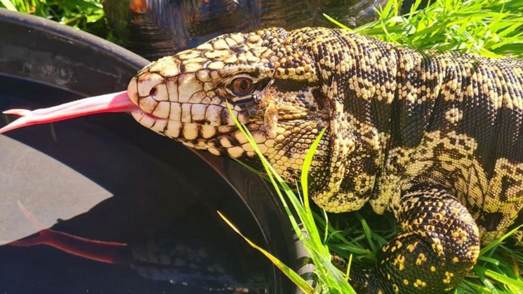 Missing 'T. rex' lizard missing for two weeks found outside home - BBC News