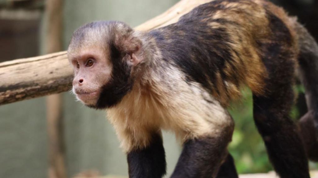 Alfriston: Critically endangered monkeys arrive at Sussex zoo - BBC News