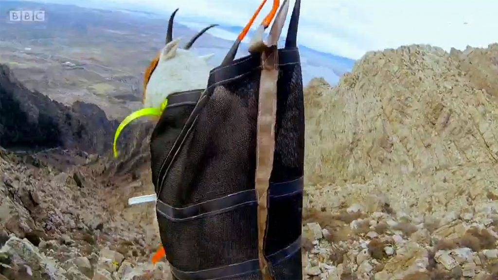 Five reasons why you have to watch Nature’s Weirdest Events - BBC Three