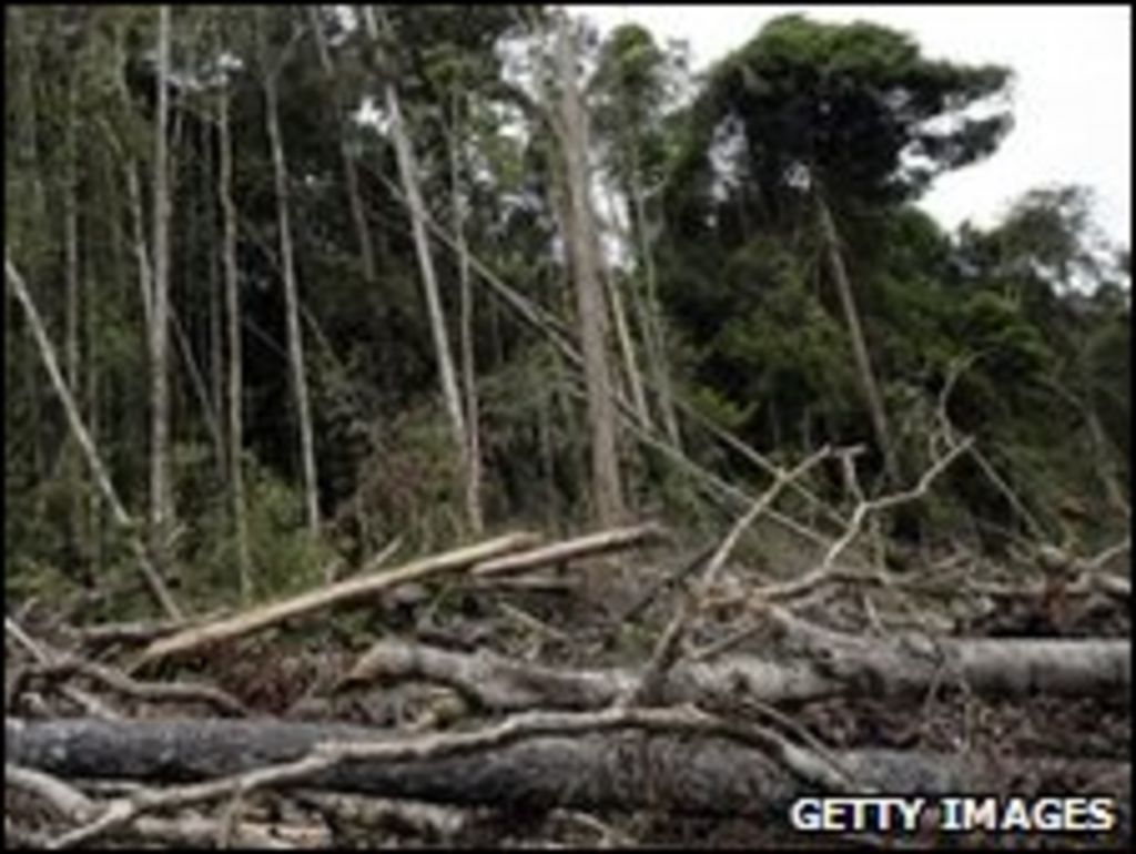 Indonesia pledges two-year deforestation moratorium - BBC News