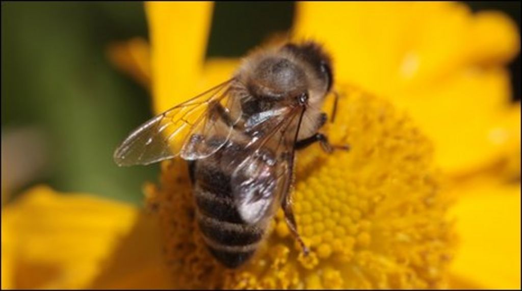 Cornish bees killed in suspected tractor attack - BBC News