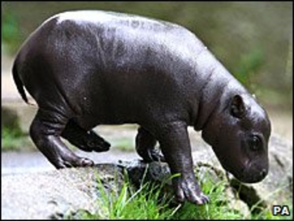 Study into why captive female hippos exceed males - BBC News