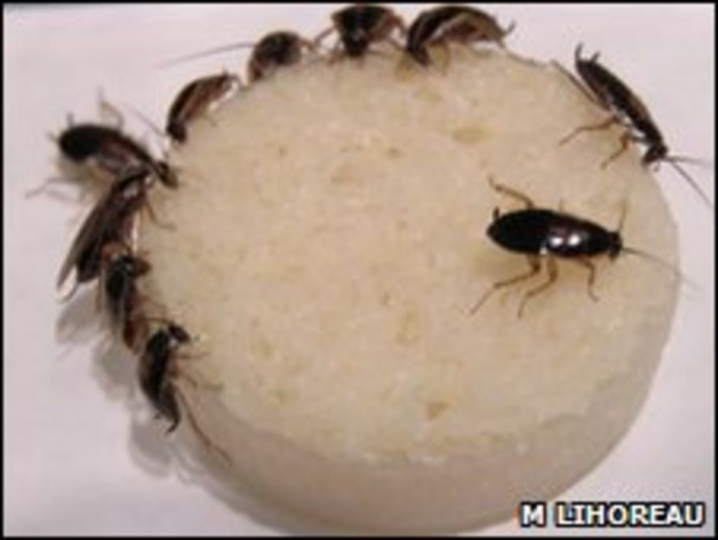 How cockroaches 'talk' about food - BBC News